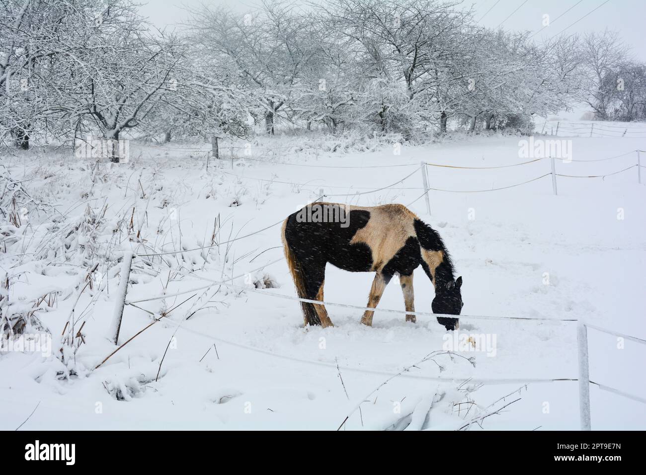 A horse stands in the pasture in winter, with a lot of snow and ...