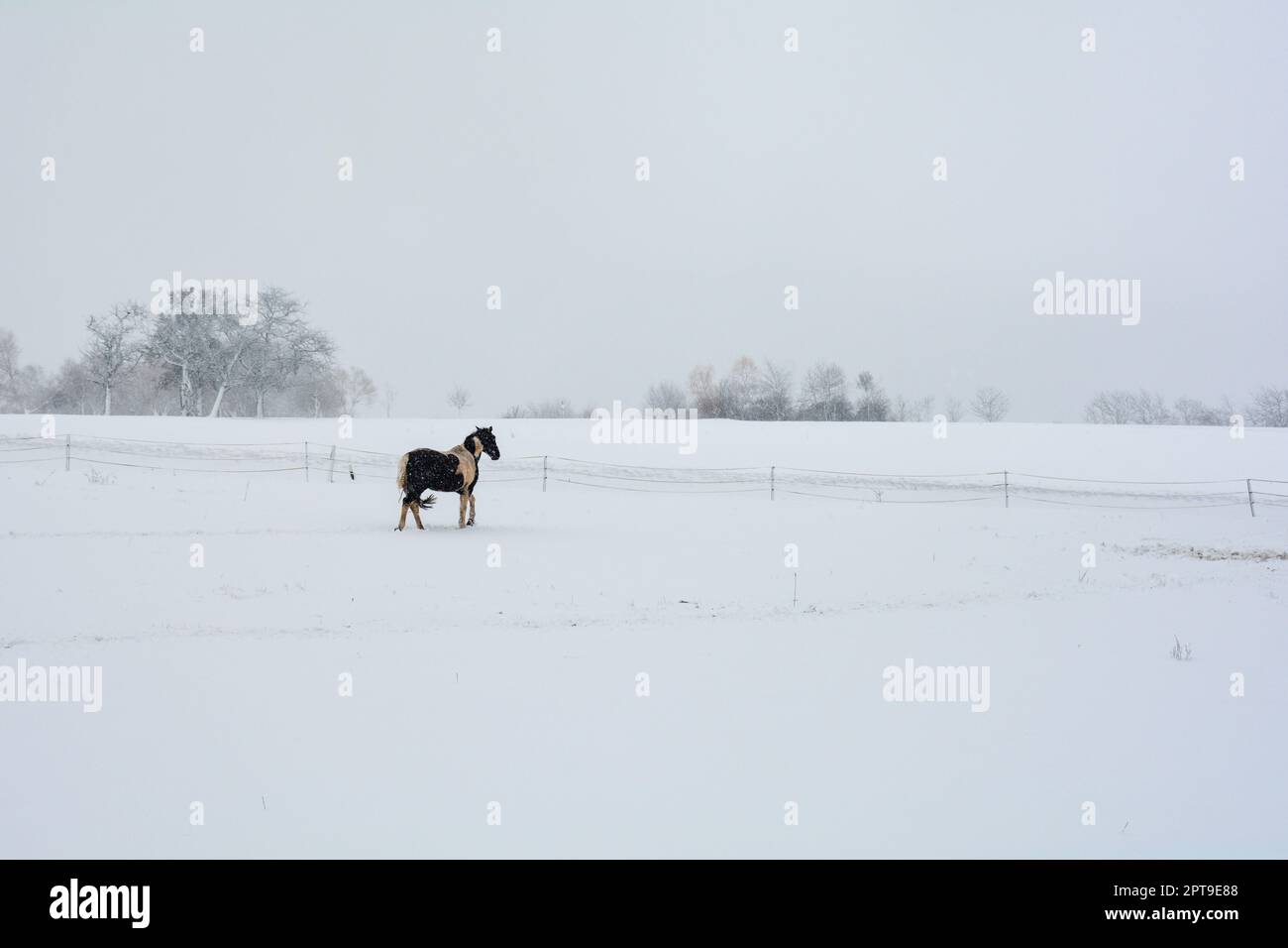 A horse stands in the pasture in winter, with a lot of snow and ...