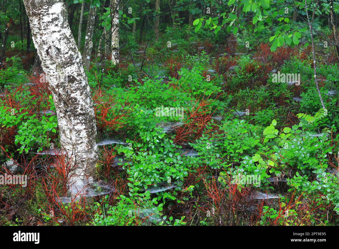 Common dogwood (Cornus sanguinea), Dogwood family (Cornaceae), Birch ...