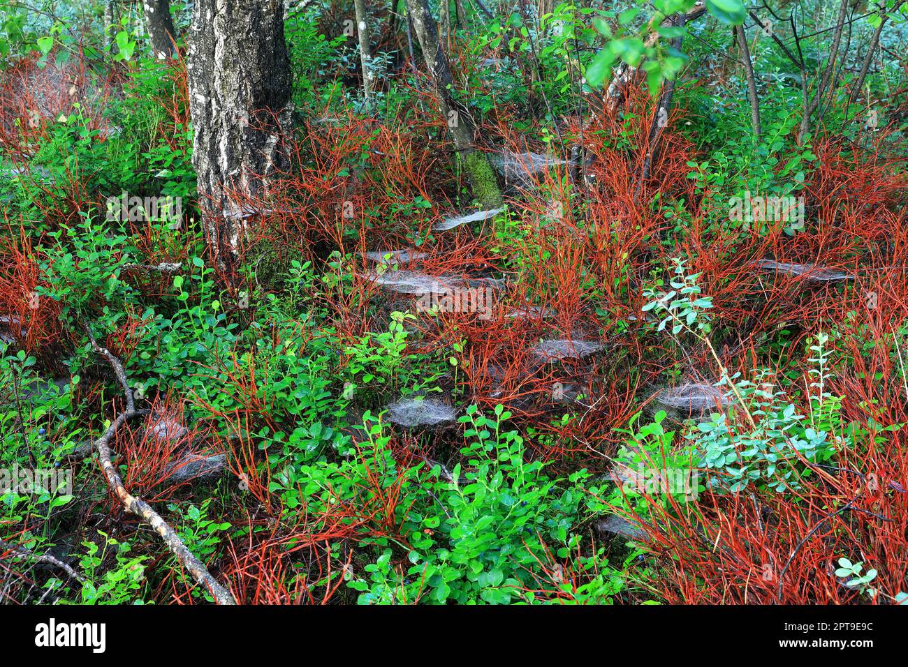 Common dogwood (Cornus sanguinea), Dogwood family (Cornaceae), Birch ...