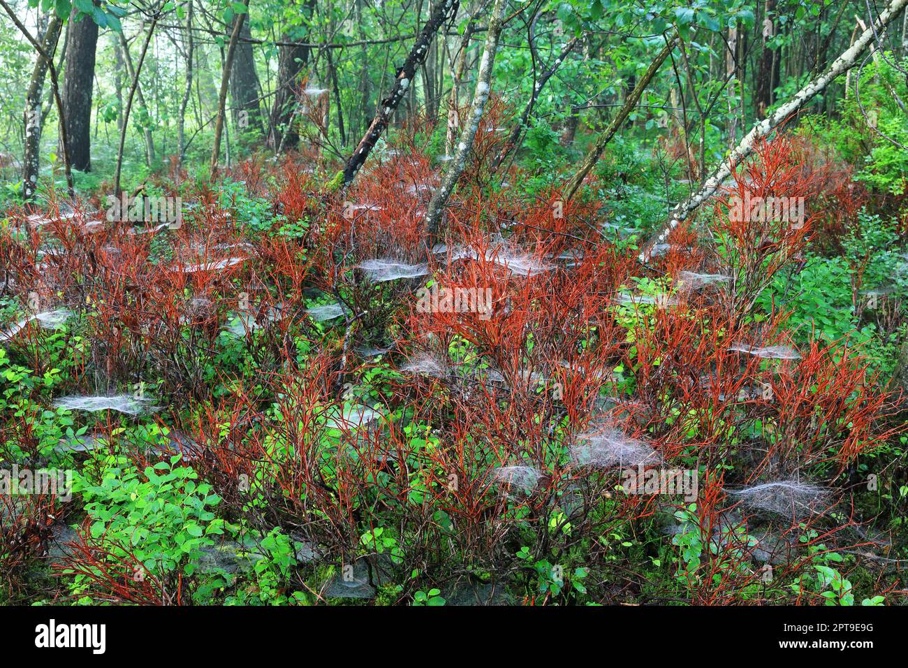 Common dogwood (Cornus sanguinea), Dogwood family (Cornaceae), Birch ...