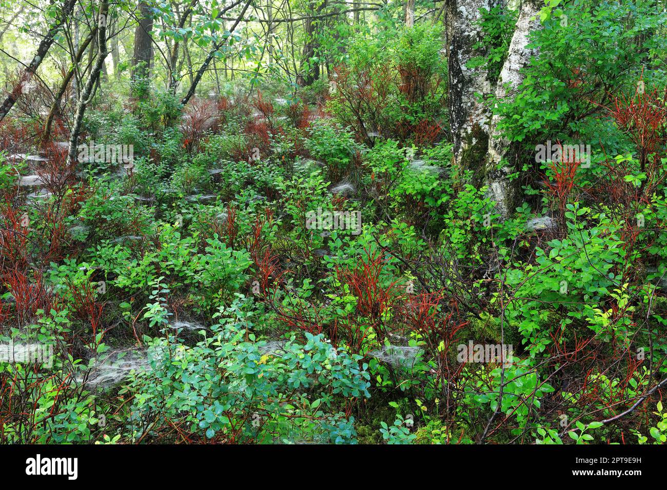 Common dogwood (Cornus sanguinea), Dogwood family (Cornaceae), Birch ...