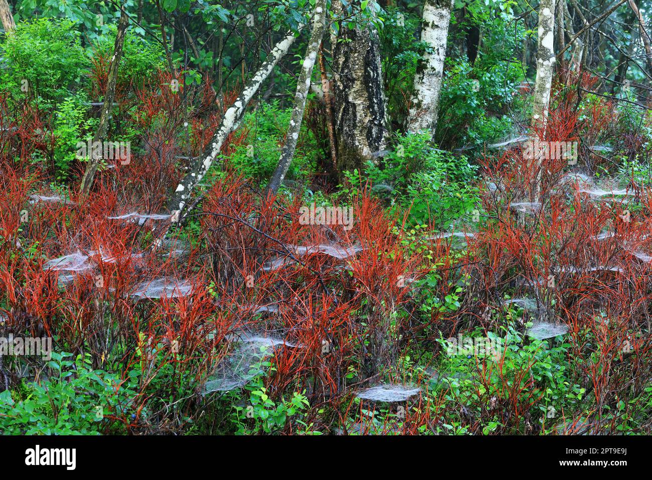 Common dogwood (Cornus sanguinea), Dogwood family (Cornaceae), Birch ...