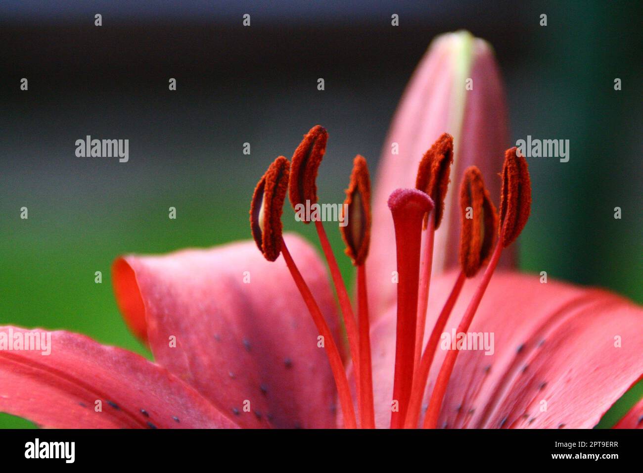 A close up of a red beautiful flower called lily Stock Photo - Alamy