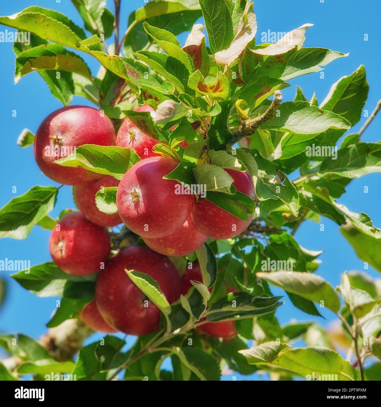 Apples in outdoor setting. A photo of taste and beautiful apples Stock ...