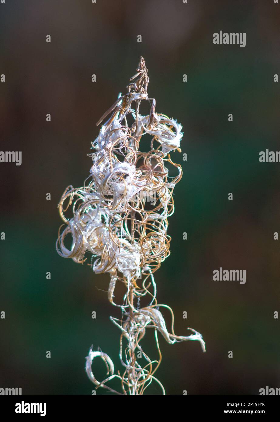 abstract nature shape of a withered plant in autumn Stock Photo - Alamy