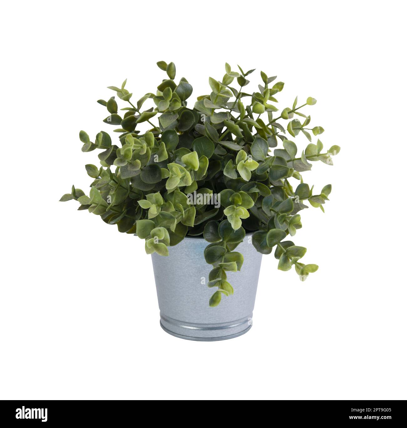 A plant in the pot on a transparent background Stock Photo - Alamy