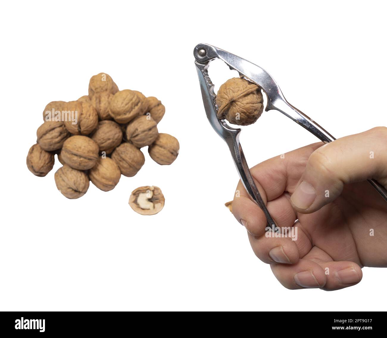 crack a walnut with the nutcracker on a transparent background Stock ...