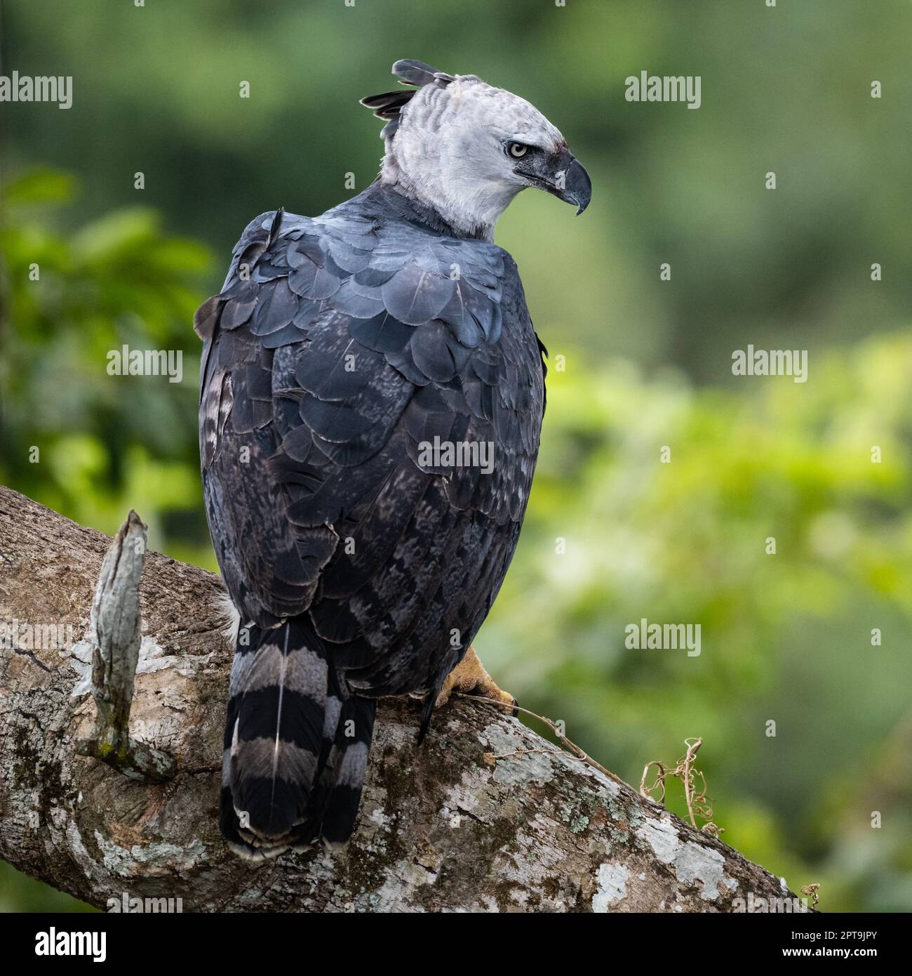 Animal descriptions hi-res stock photography and images - Alamy