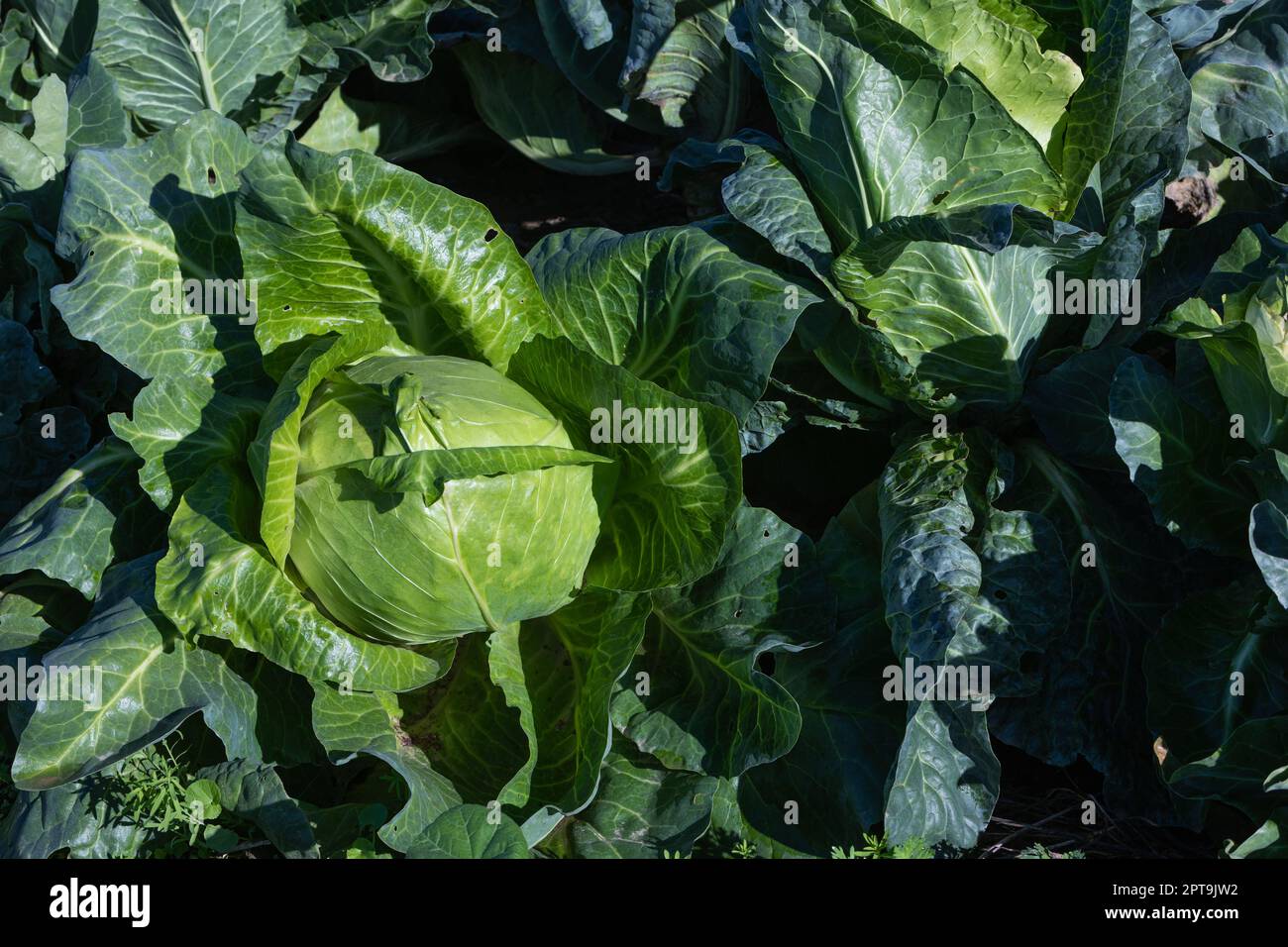 round cabbage plant grows on the field Stock Photo - Alamy
