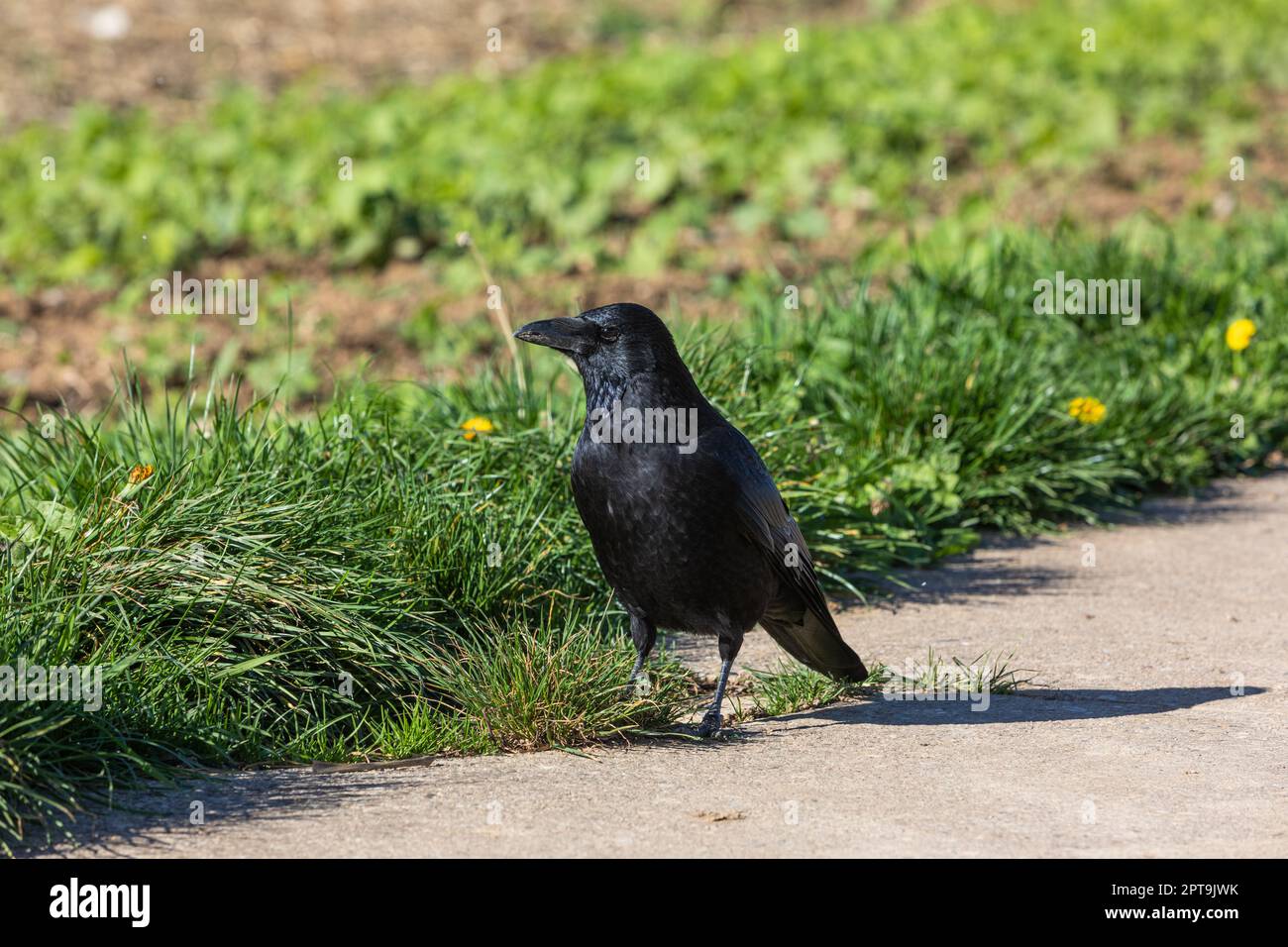 Beautiful crow hi-res stock photography and images - Alamy