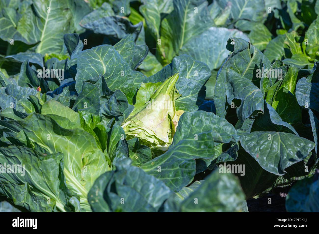 Pointed cabbage plant hi-res stock photography and images - Alamy
