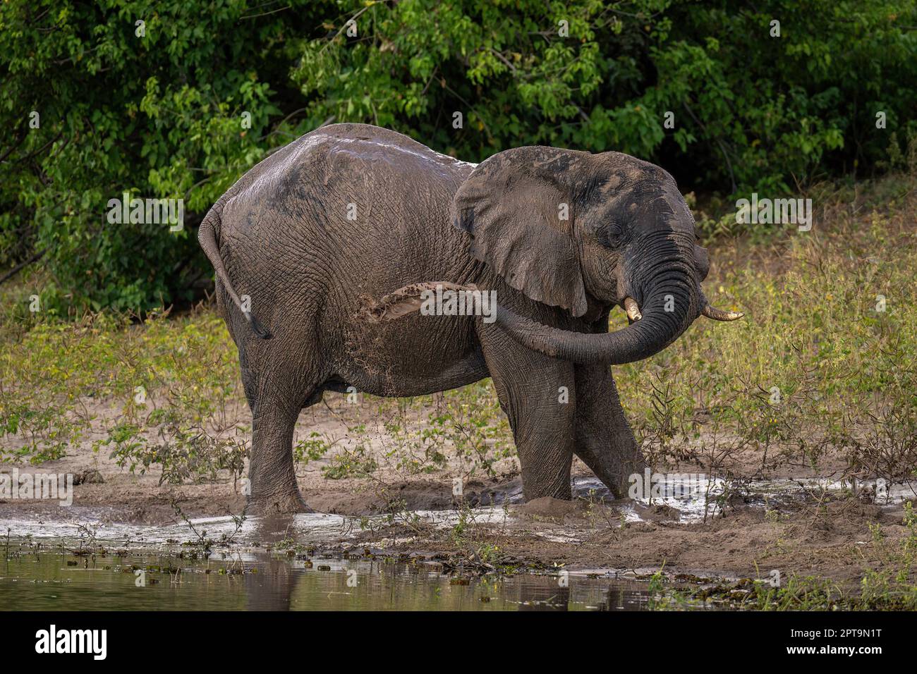 African elephant squirting muddy water over back Stock Photo - Alamy
