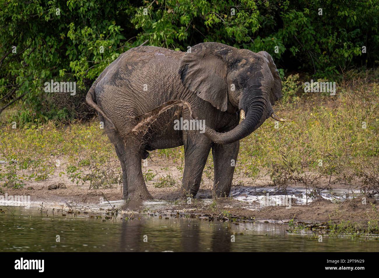 African elephant squirting muddy water over flank Stock Photo - Alamy