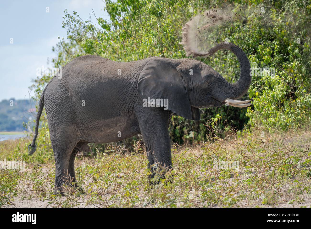 African elephant standing on riverbank blowing dust Stock Photo - Alamy