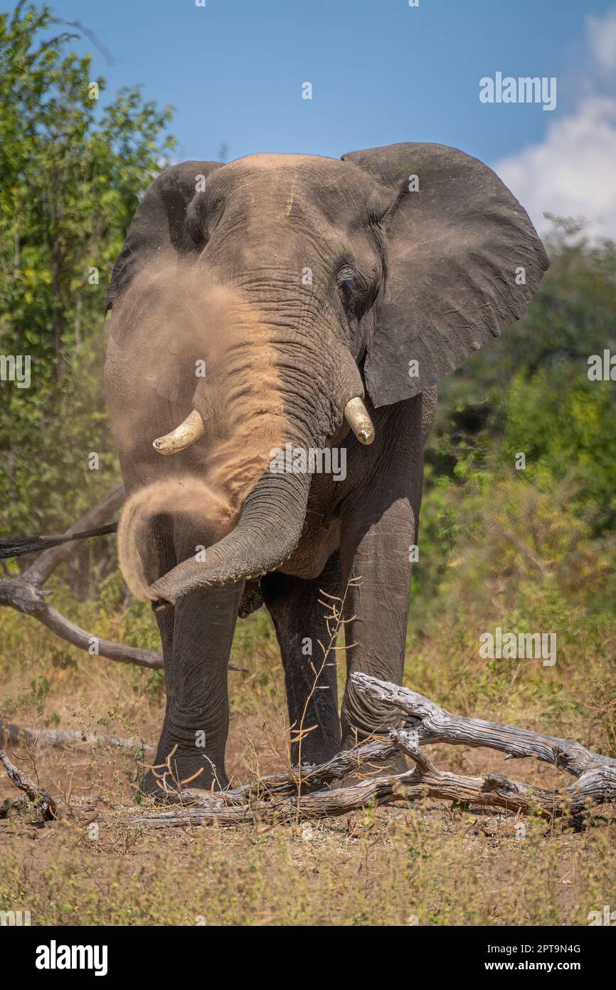 African elephant stands behind log throwing dust Stock Photo - Alamy