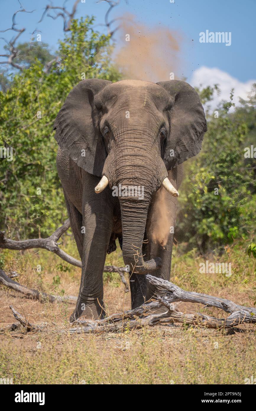 African elephant stands by log throwing dust Stock Photo - Alamy