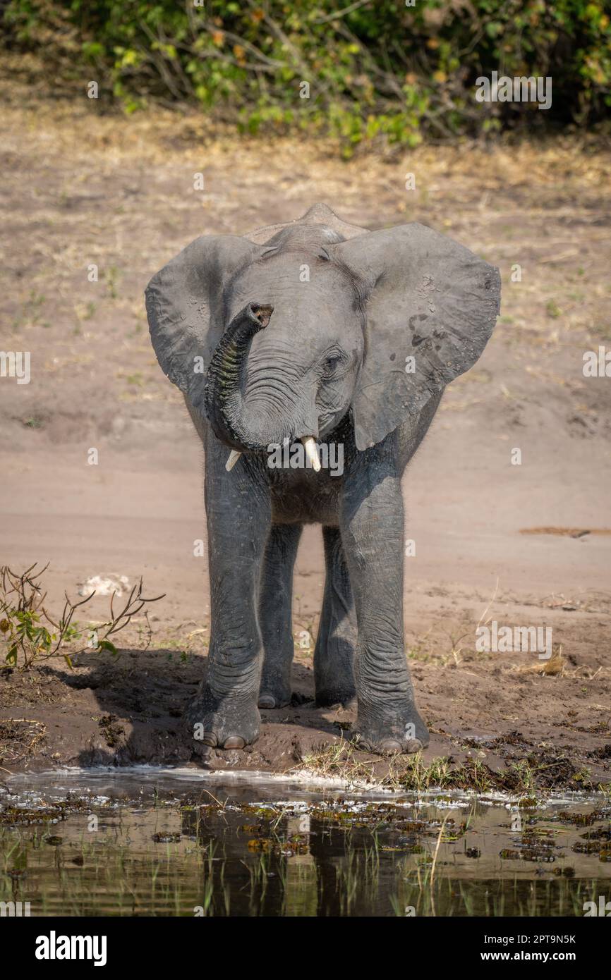 African elephant stands by river lifting trunk Stock Photo - Alamy