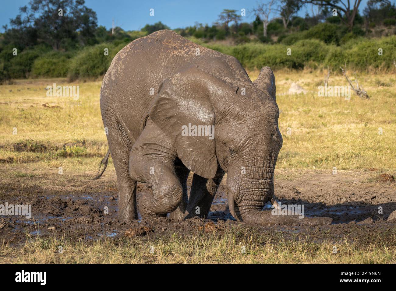 African elephant stands digging hole with tusks Stock Photo - Alamy