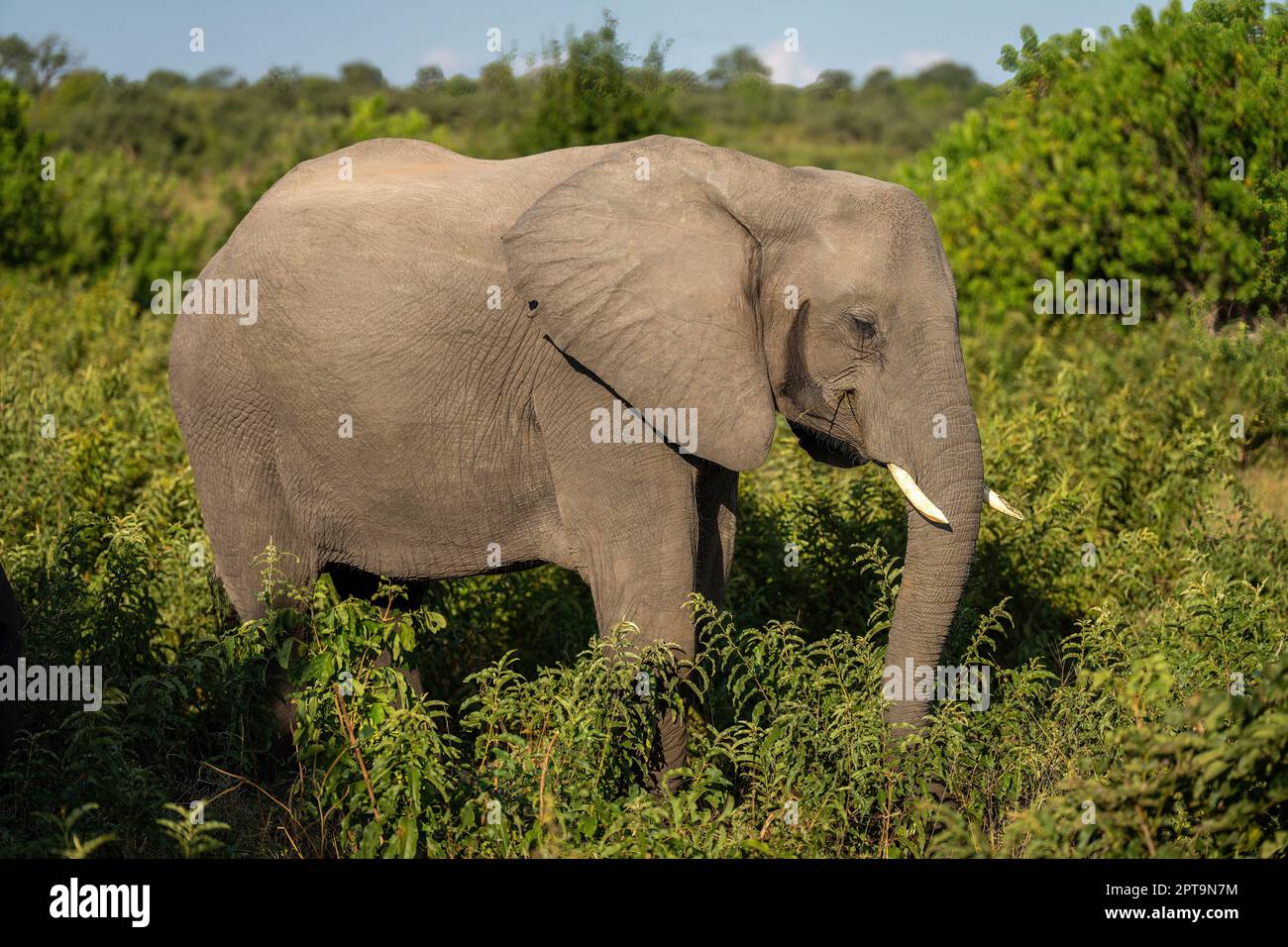 African elephant stands in bushes in sunshine Stock Photo - Alamy