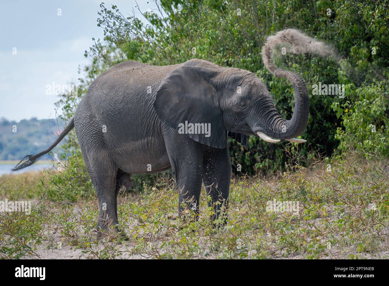 African elephant stands on riverbank blowing sand Stock Photo - Alamy