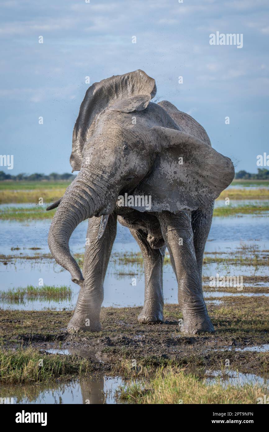 African elephant stands on riverbank twisting head Stock Photo - Alamy