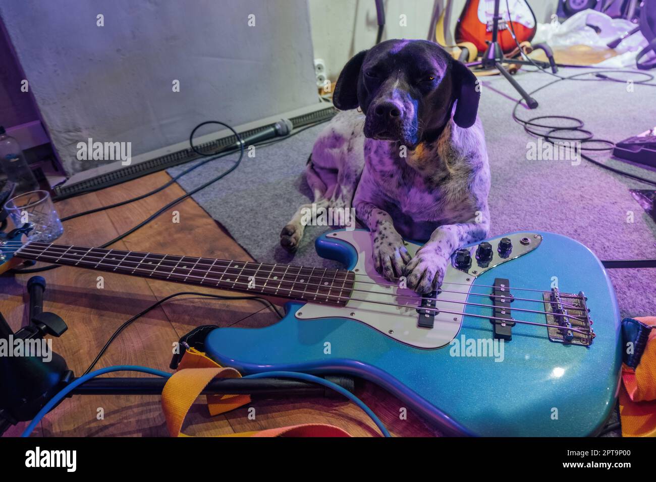 Dog with electric rock guitar Stock Photo - Alamy