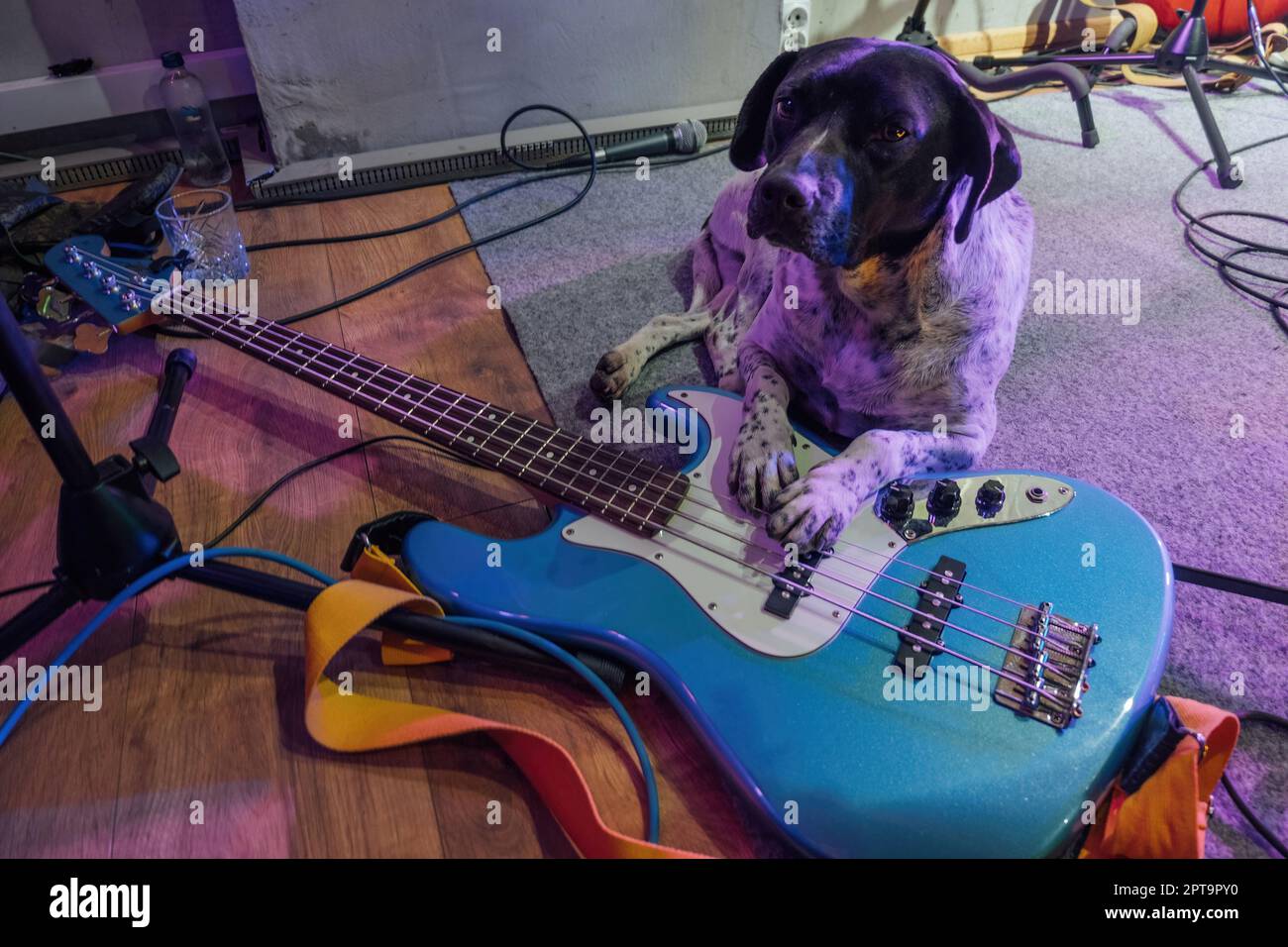 Dog with electric rock guitar Stock Photo - Alamy