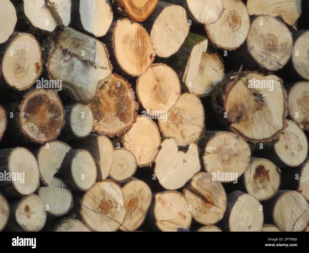 logs of wood trees cut industry firewood deforestation Stock Photo - Alamy
