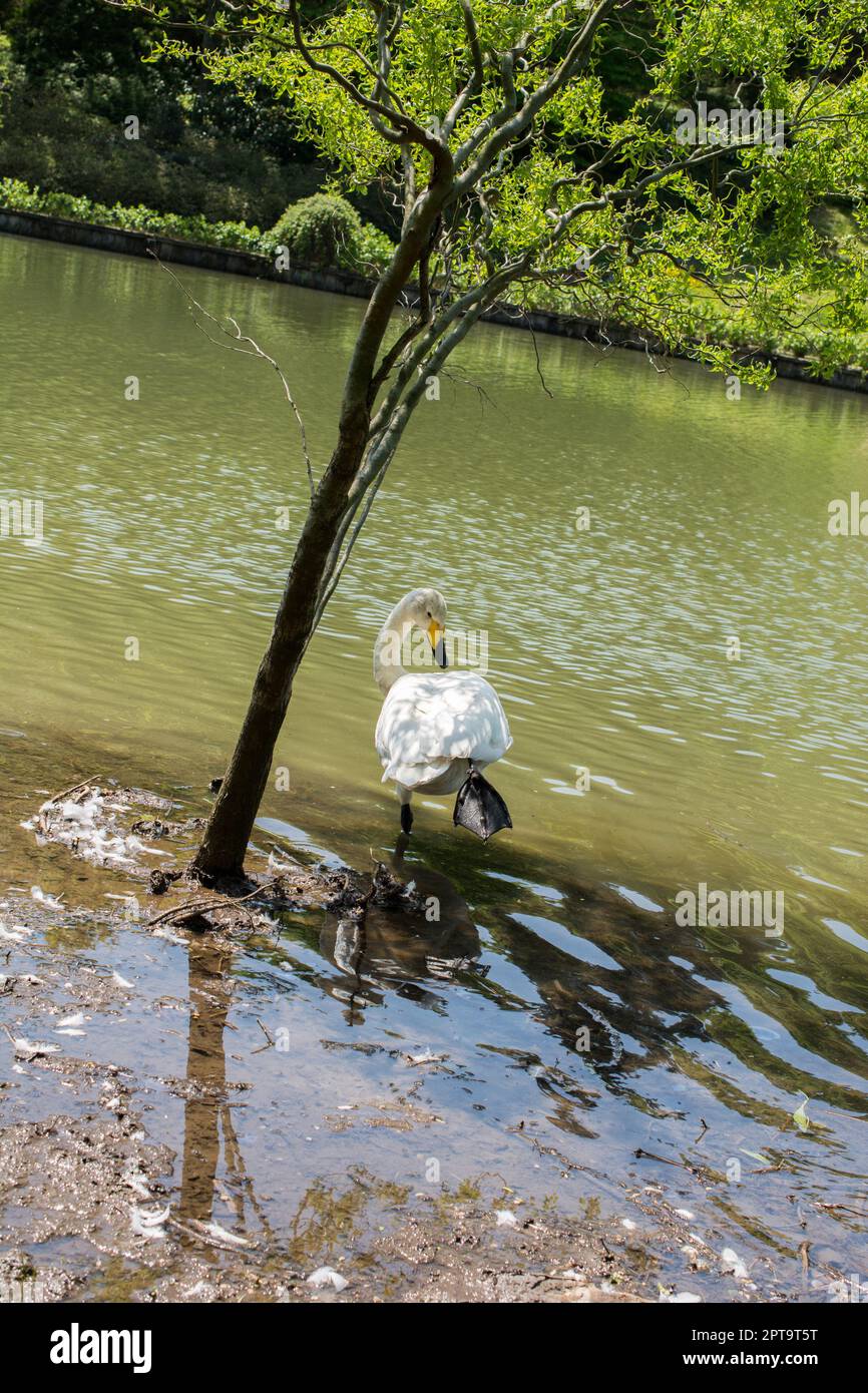 Single swans lives in the natural environment Stock Photo - Alamy