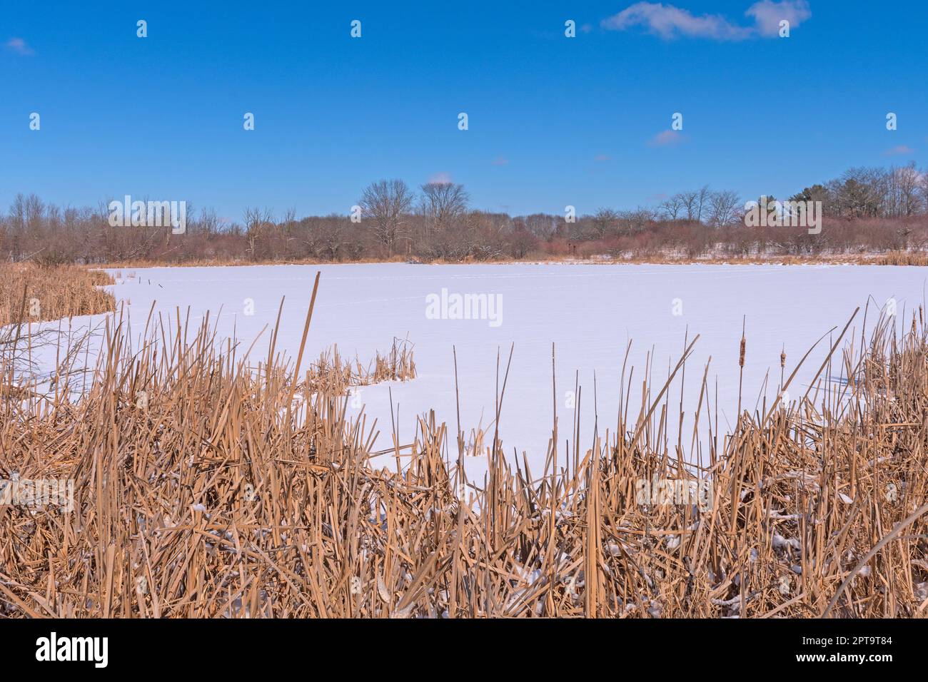 Frozen Marsh in the Winter in Crabtree Nature Preserve in Illinois ...