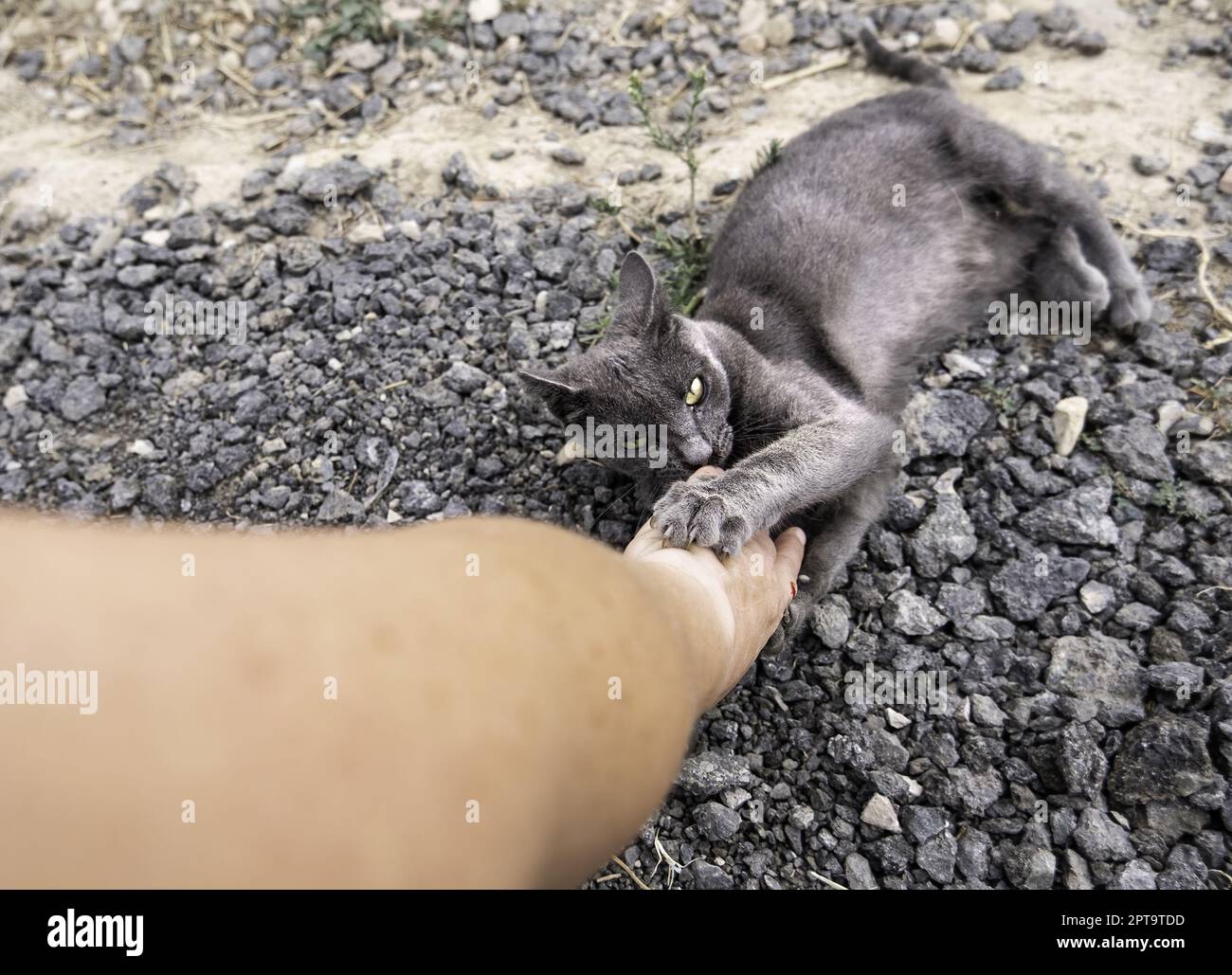 Detail of domestic animal biting and playing Stock Photo - Alamy