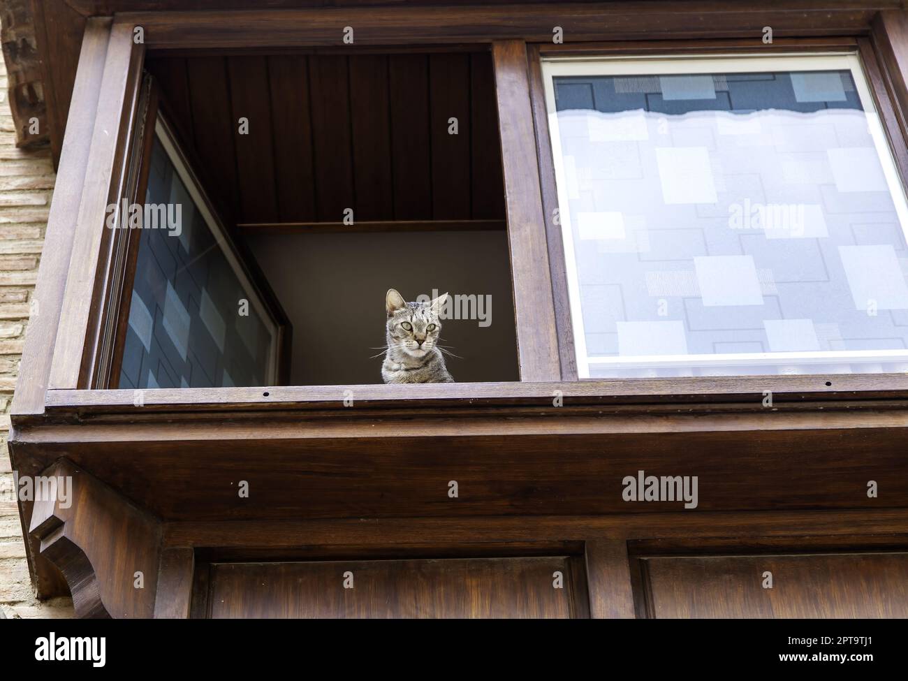 Detail of pet looking out the window, curiosity Stock Photo - Alamy