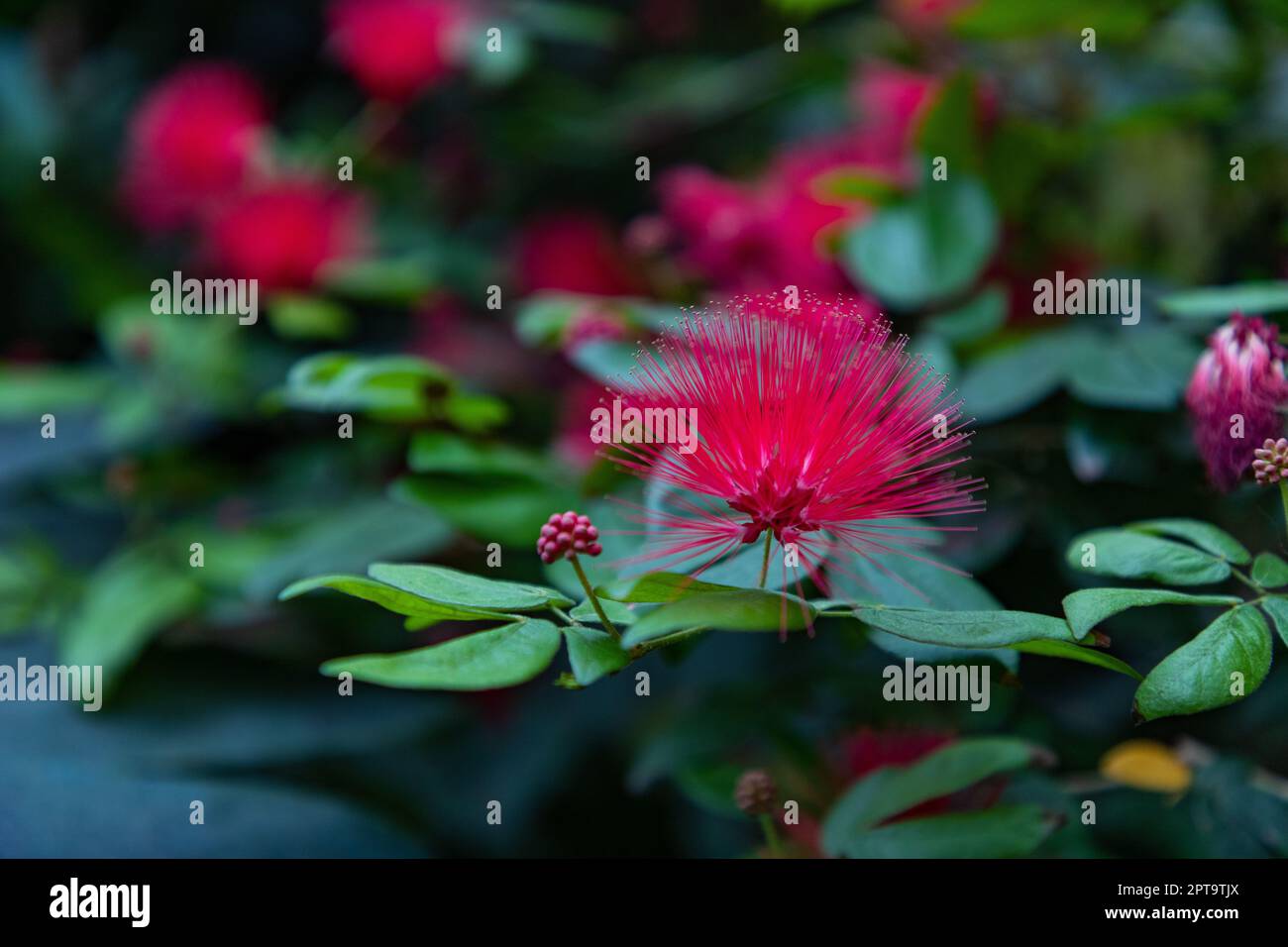 A close-up picture of a Scarlet Powder-puff flower Stock Photo - Alamy