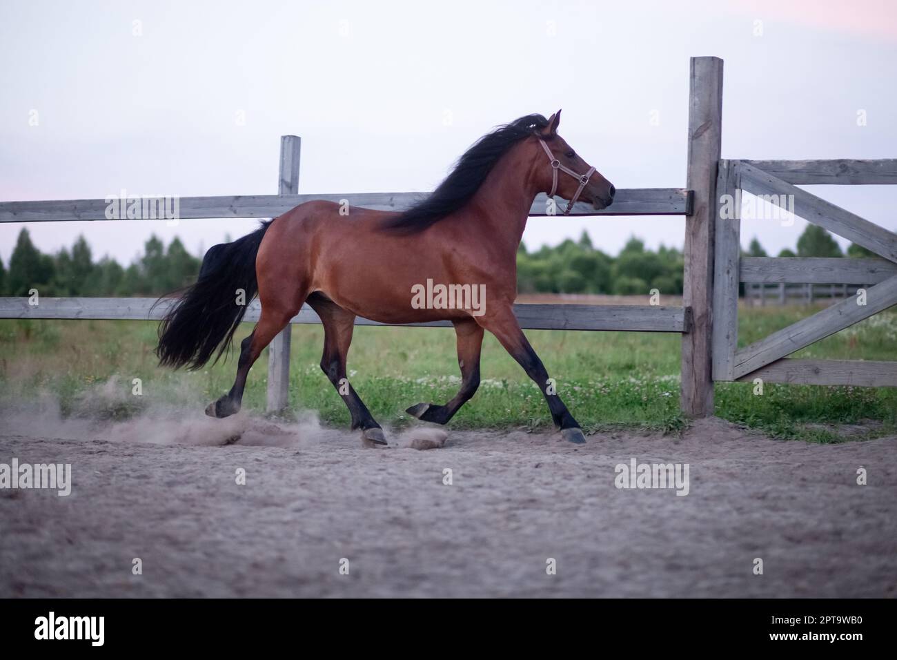 A running bay mare with a black mane, jumps in the levada in the summer ...