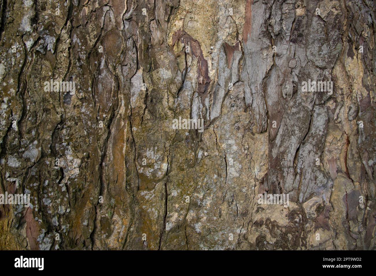The textured background of old Big tree bark Stock Photo - Alamy