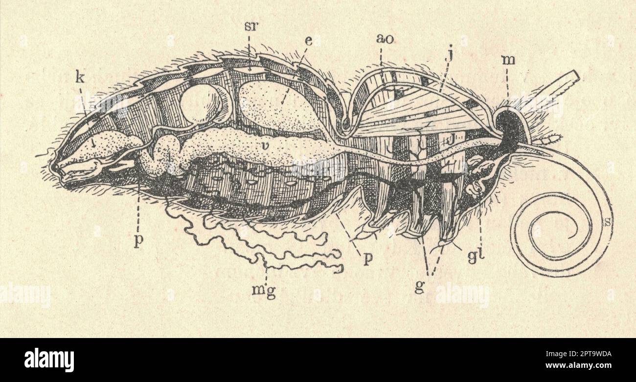 Vintage illustration of the butterfly digestive system, strongly ...