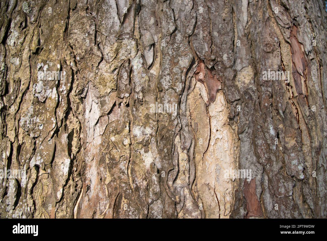 The textured background of old Big tree bark Stock Photo - Alamy