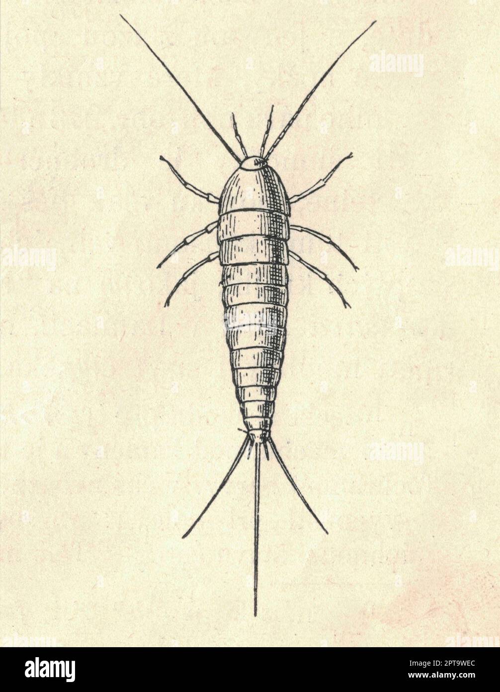 Antique engraved illustration of the silverfish. Vintage illustration ...