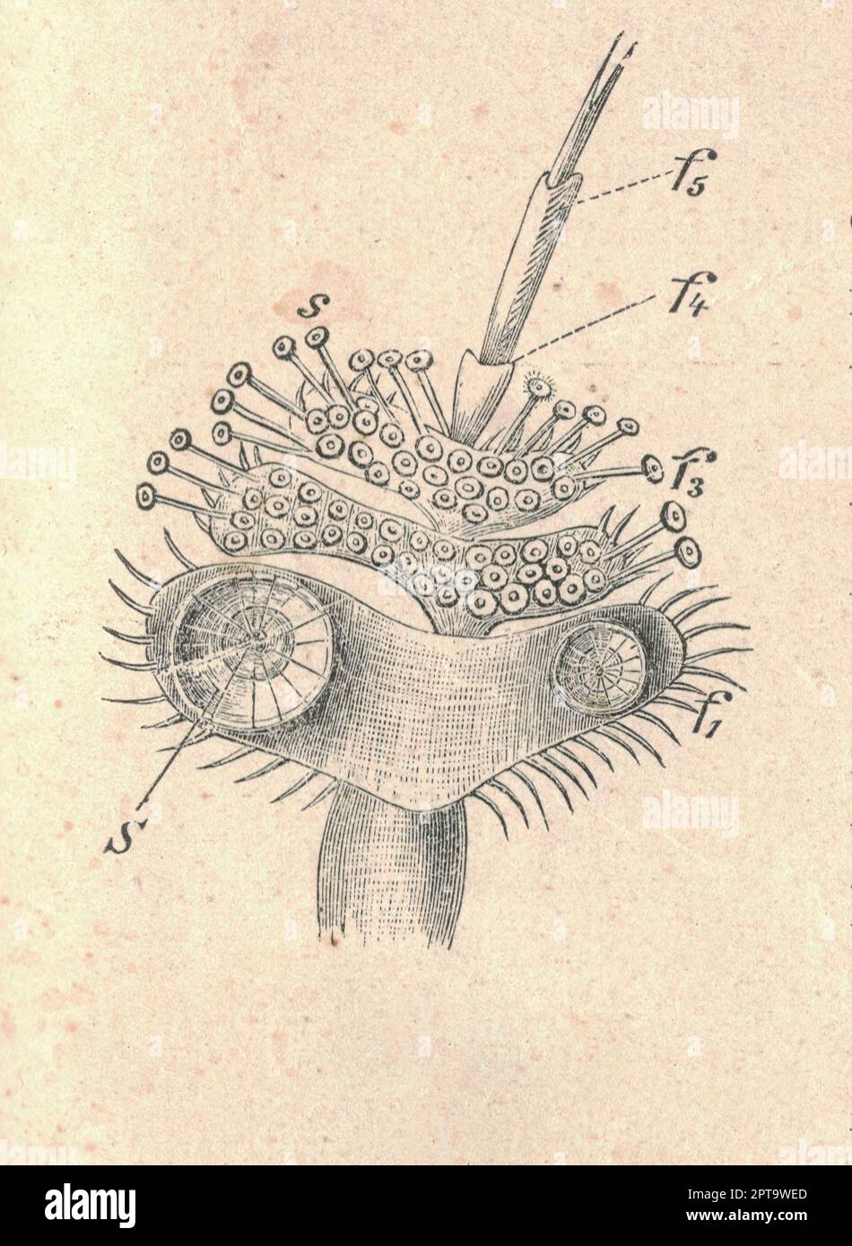 Antique engraved illustration of the diving beetle front leg. Enlarged ...