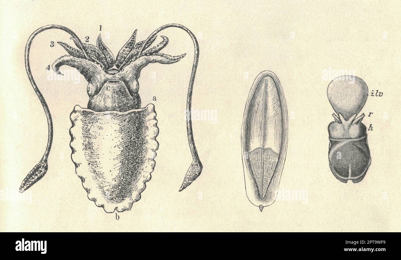 Antique engraved illustration of the common cuttlefish. Vintage ...