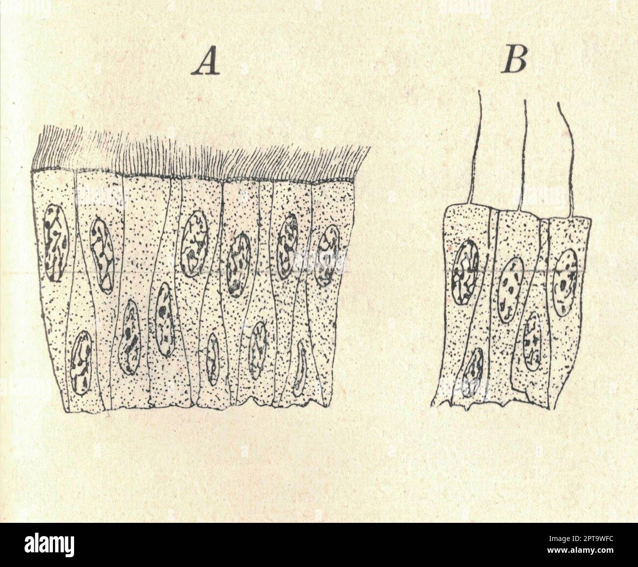 Antique engraved illustration of the cells. Vintage illustration of the ...