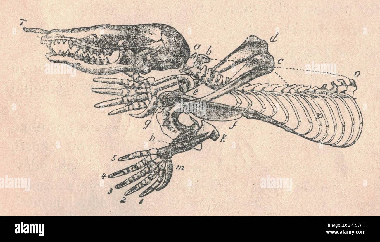 Antique engraved illustration of the mole skeleton (front part ...