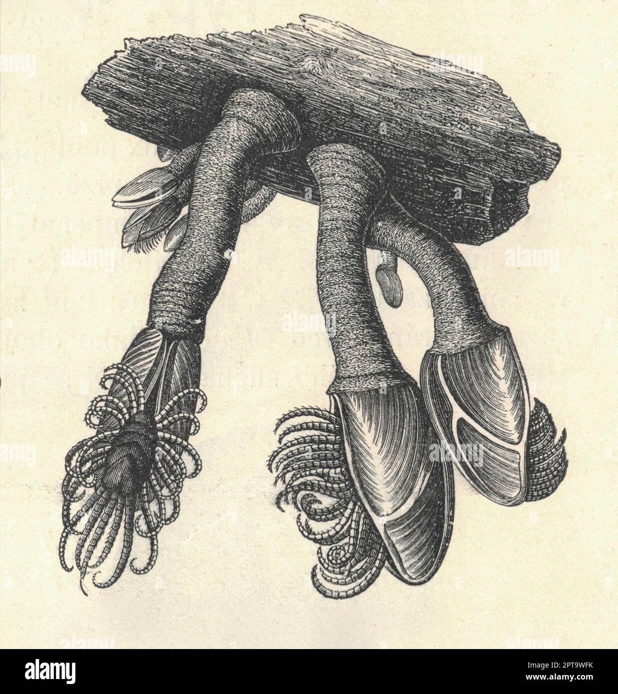 Antique engraved illustration of pelagic gooseneck barnacle. Vintage ...