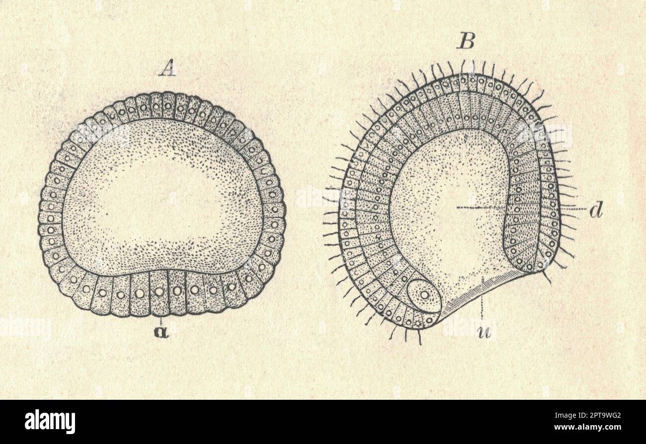 Antique illustration of the lancelet evolution. Vintage illustration of ...