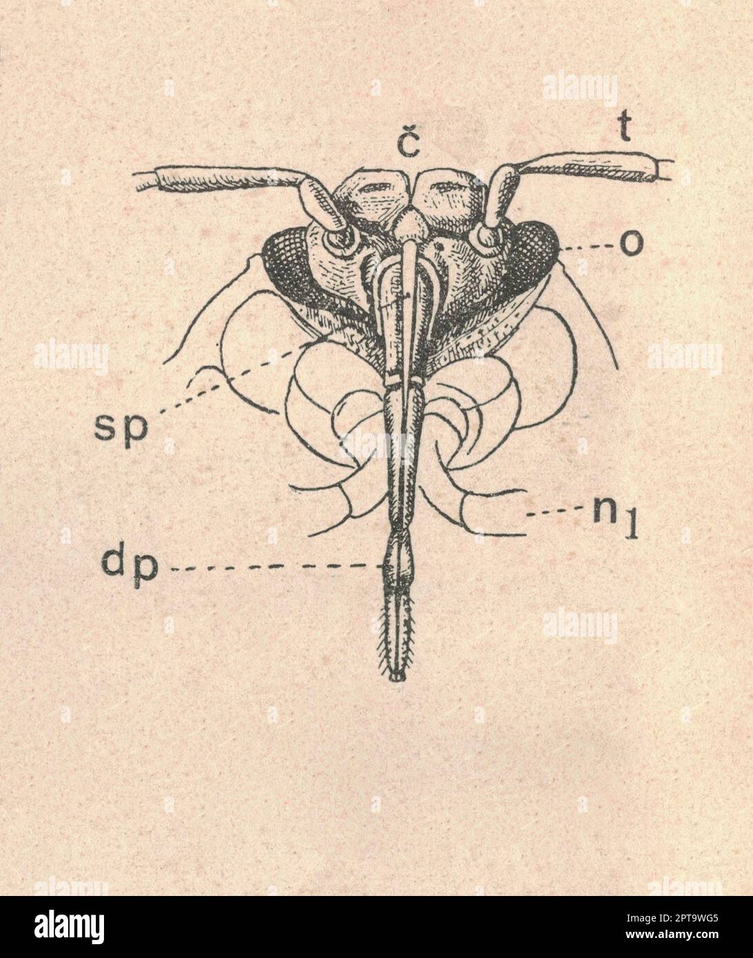 Antique engraved illustration of the true bug head. Vintage ...