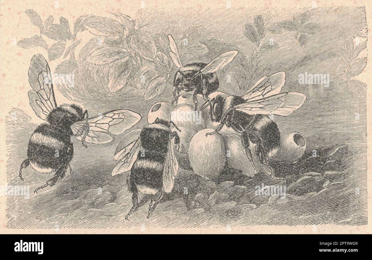 Antique engraved illustration of the buff-tailed bumblebee . Vintage ...