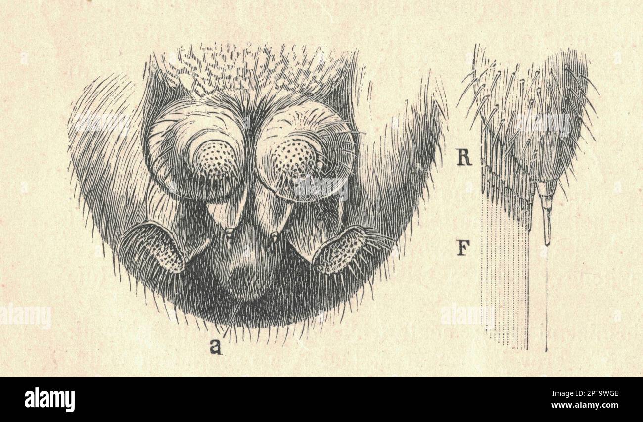 Antique illustration of the spider spinneret glands . Vintage ...