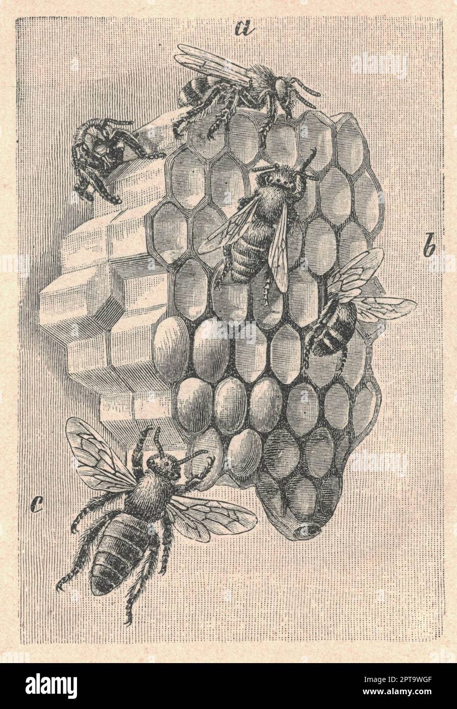 Antique engraved illustration of the western honey bee. Vintage ...