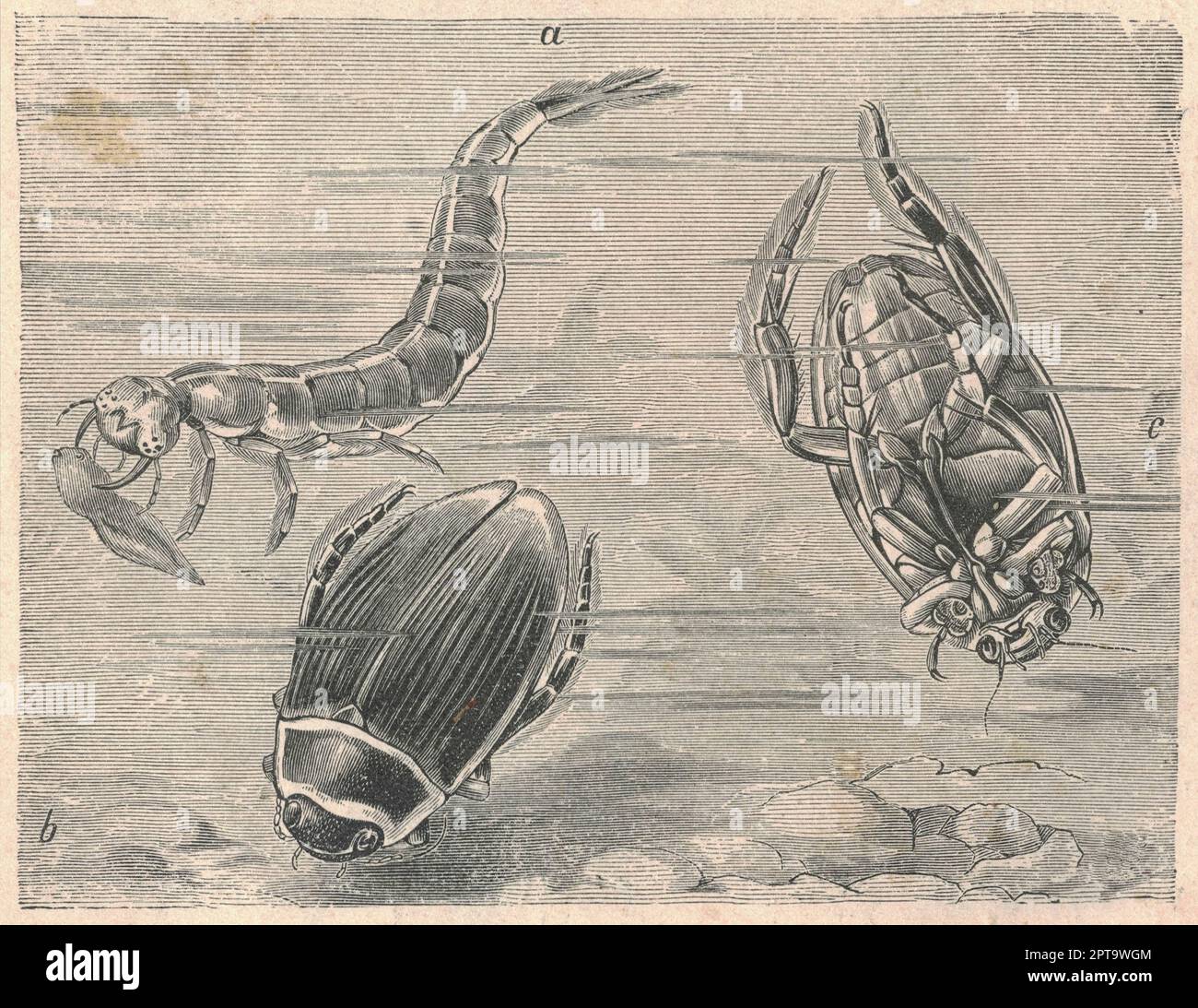Antique engraved illustration of the diving beetle and larva. Vintage ...